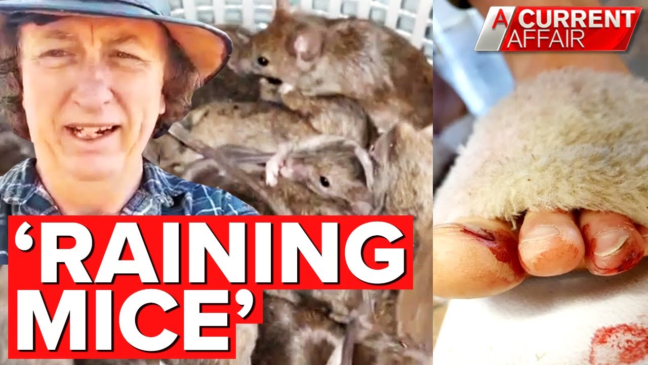 Horrific mouse plague ripping homes apart | A Current Affair - YouTube