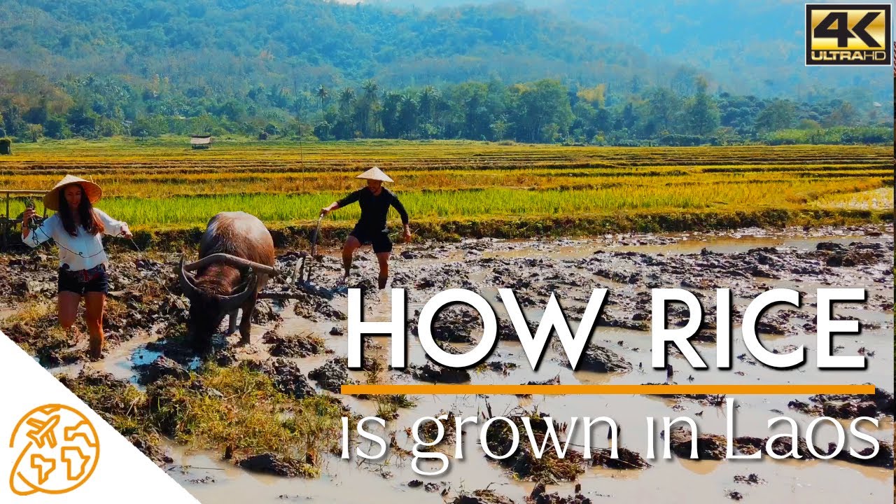 How rice is made grown and harvested Living Land Luang Prabang Laos ...