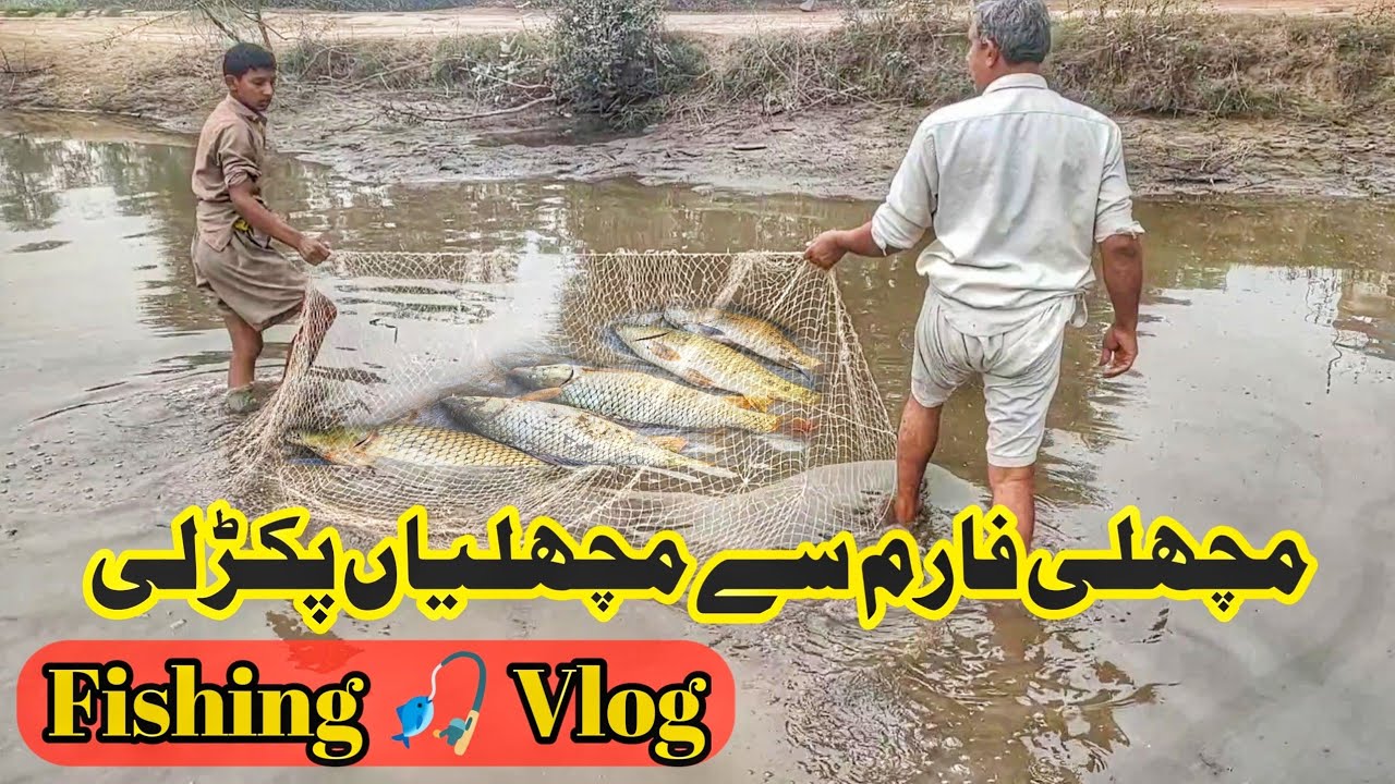 Fish farm se machhliyan pakad li|| Caught fish from a fish farm |Aamir ...