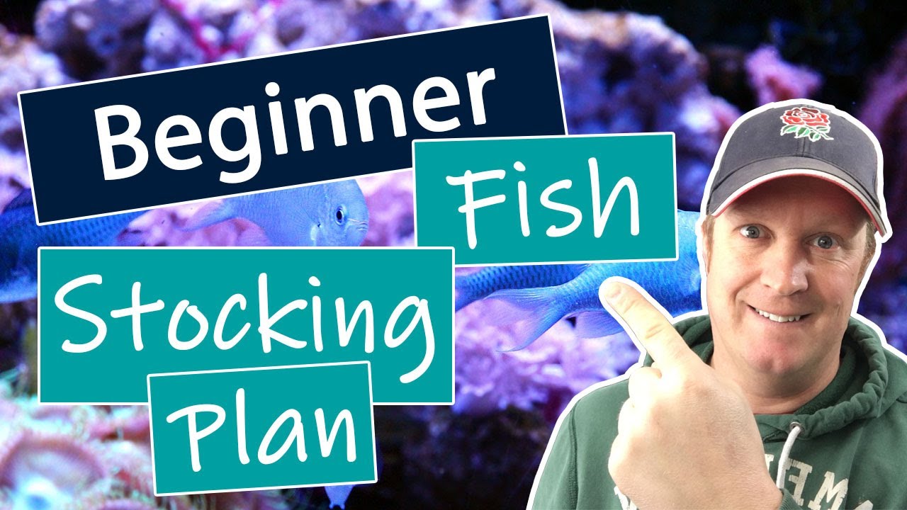 Saltwater Fish Selection Guide - Perfect For Beginners - YouTube