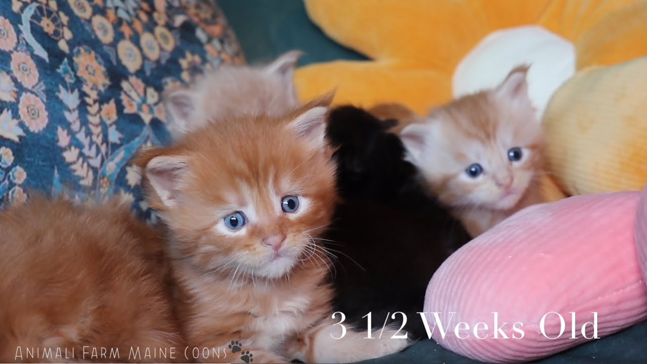 3 1/2 Week Old Maine Coon Kittens! - YouTube