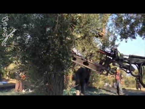 Olive Tree Shaking by Muralı Organic - YouTube