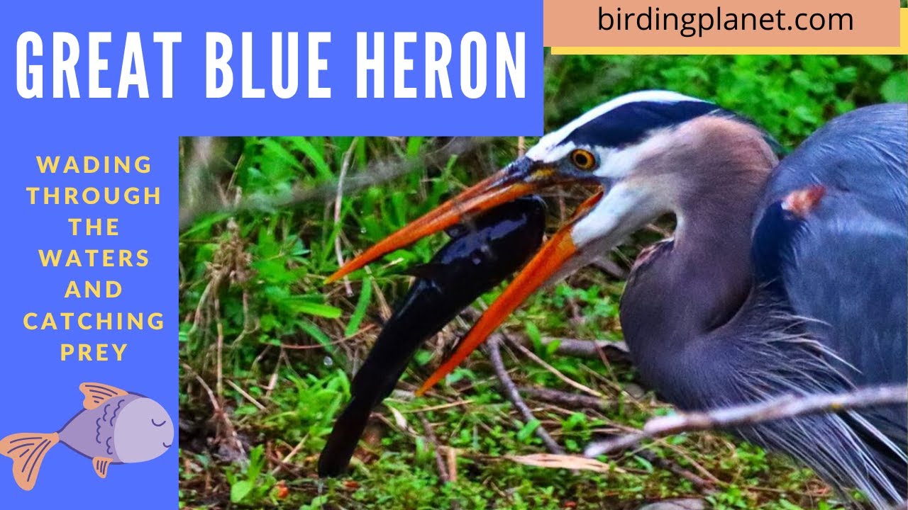 Great Blue Heron hunting and fishing - Birding Planet - YouTube