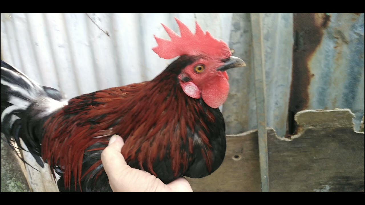 brownred 5 mons old - YouTube