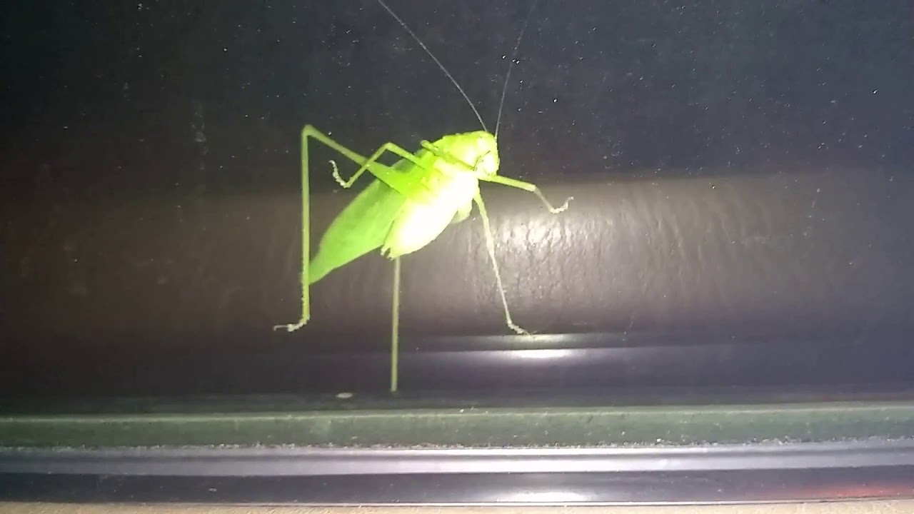 alien insect 2 - YouTube