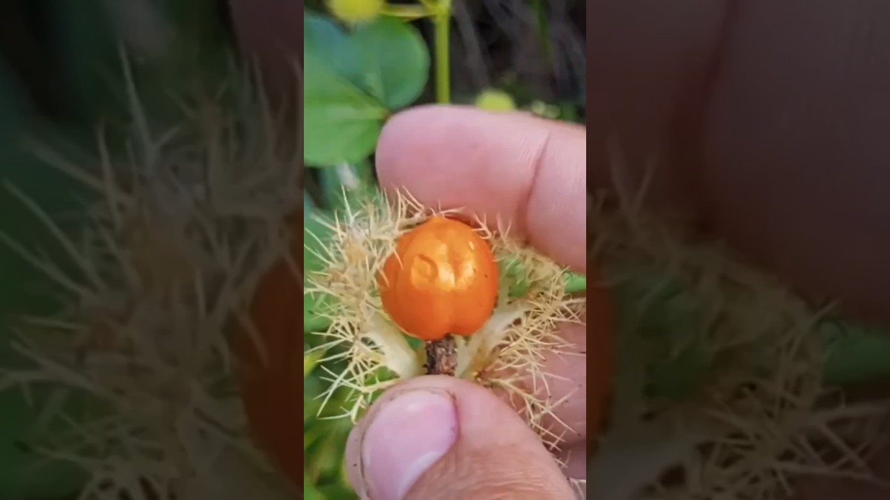 buah liar yang bisa dimakan | rambusa atau markisa mini #adventure # ...