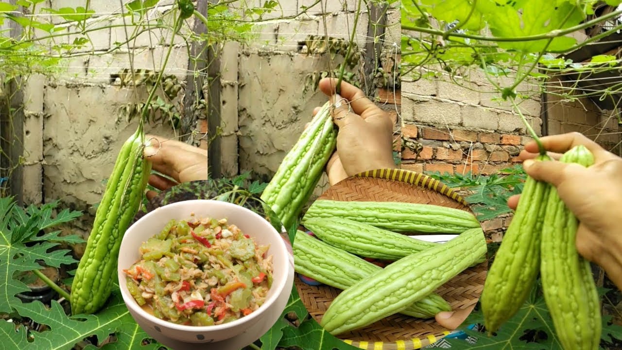PANEN PERDANA BUAH PARE DI KEBUN MINI, LANJUT MASAK OSENG PARE UDANG ...