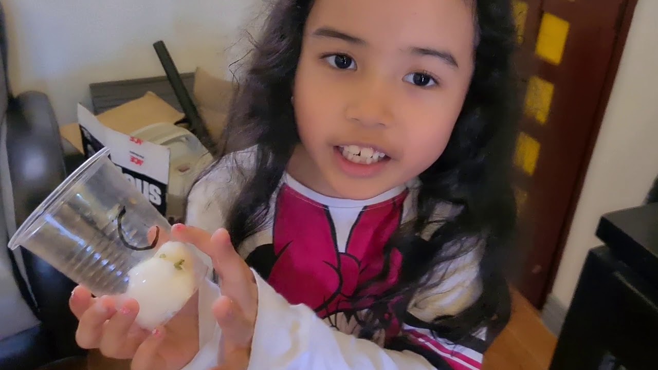 Munggo beans experiment | Mung beans seed experiment | Basic needs of a ...