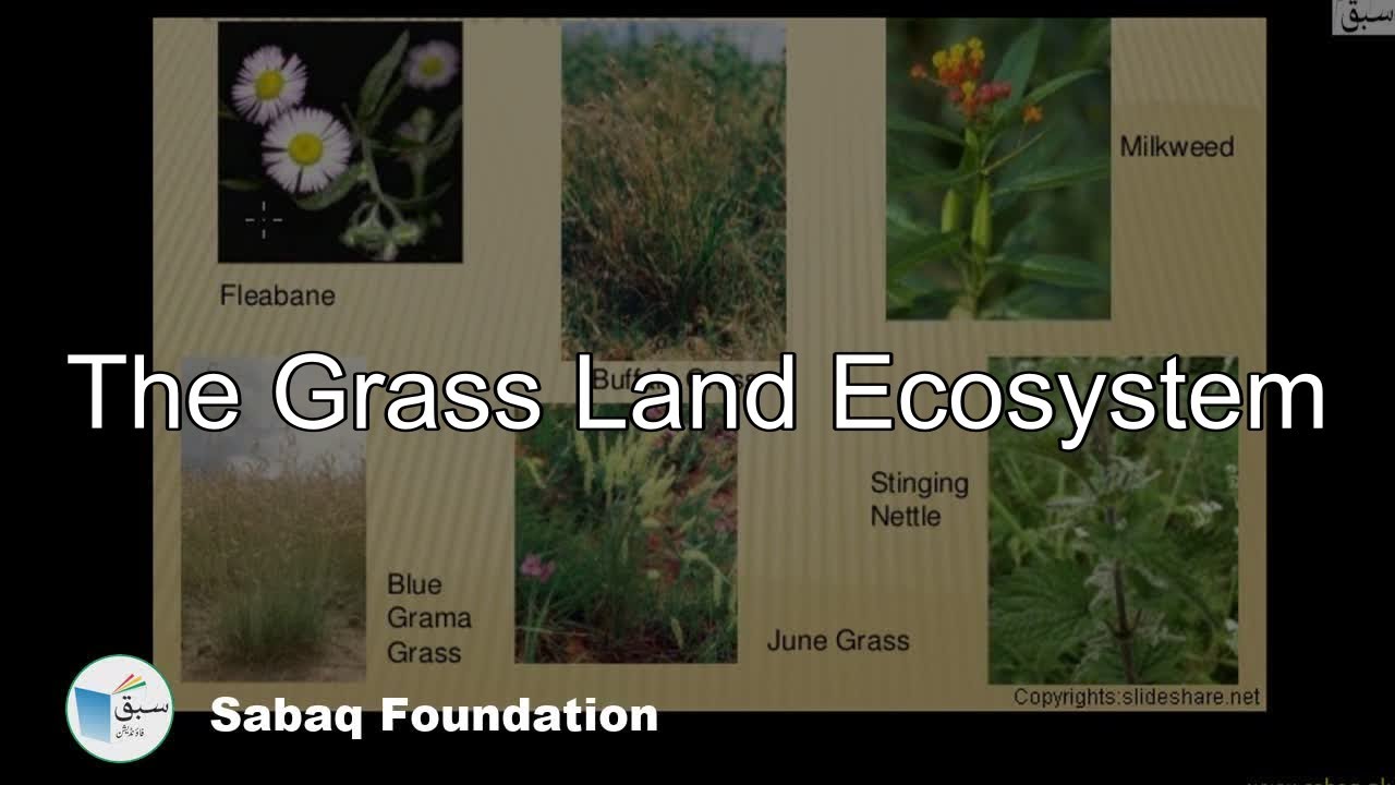 The Grass Land Ecosystem, Biology Lecture | Sabaq.pk - YouTube