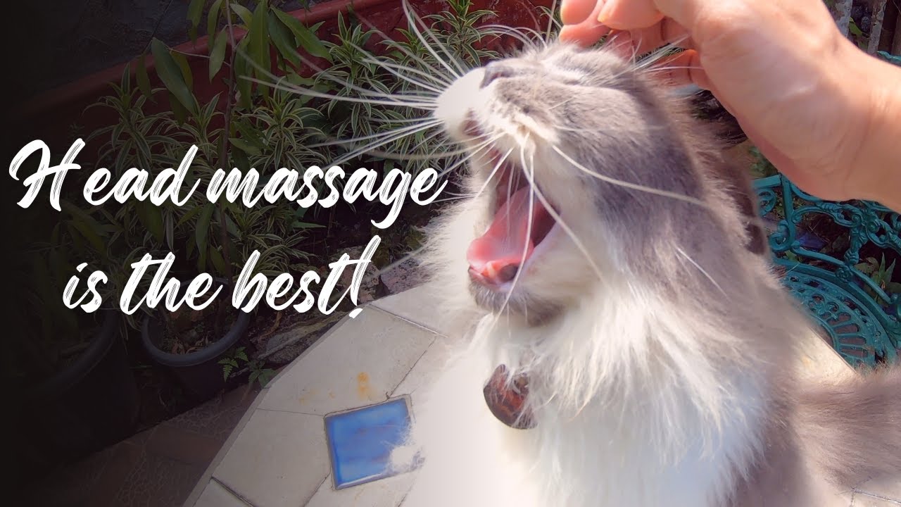Giving The Cat Head Massage! (ENG SUB) - YouTube