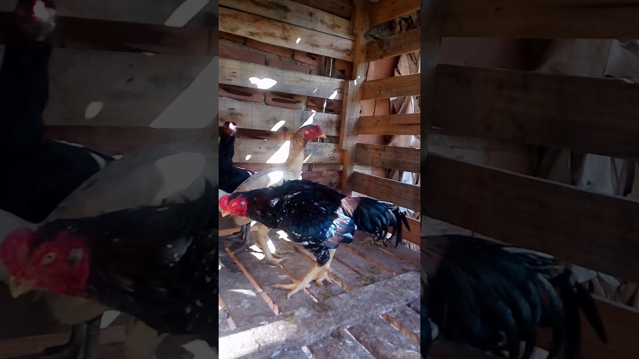 OLHA ELE AI O ASIL RAJAH MURGH NERVOSO DO NOSSO AMIGO LUCIANO - YouTube