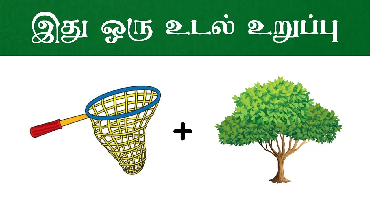 உடல் உறுப்புகள் | Pictures Connection in Tamil | Connection Game in ...