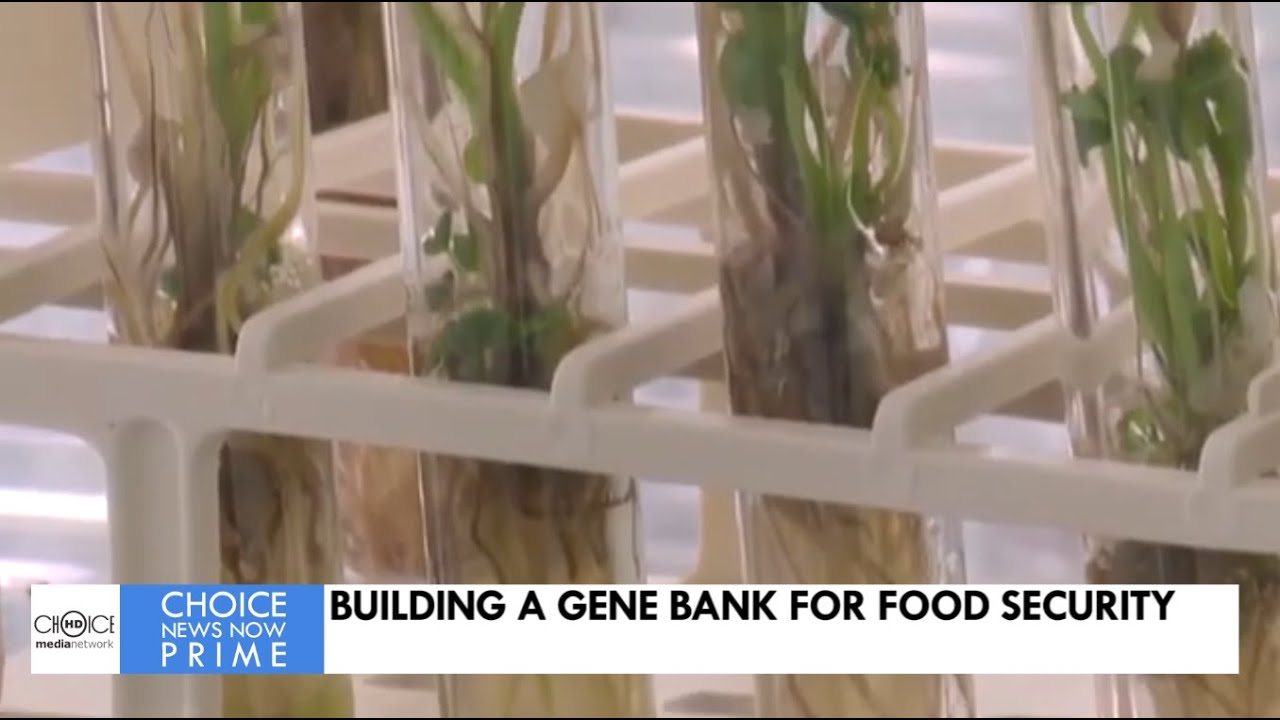BUILDING A GENE BANK FOR FOOD SECURITY - YouTube