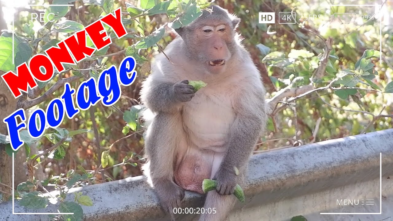 Monkeys Beautiful Scenes Episode 3 - Quality Animal Footage | Monkey ...