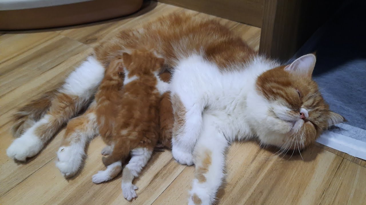 TAKING CARE OF THE NEWBORN BABY KITTEN - YouTube
