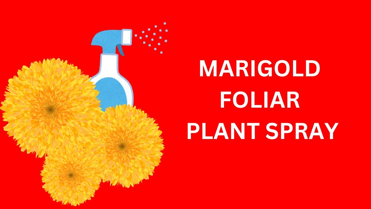 MARIGOLD FOLIAR PLANT SPRAY - YouTube