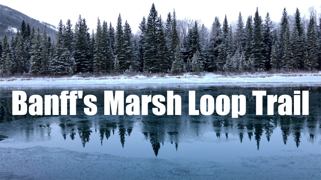 Best Hike - Banff's Marsh Loop Trail in Winter - YouTube