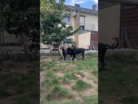 Dünyanın en azgın köpeği #köpekvideoları #puppy #kangaldog #dog #labrador #köpek #animals