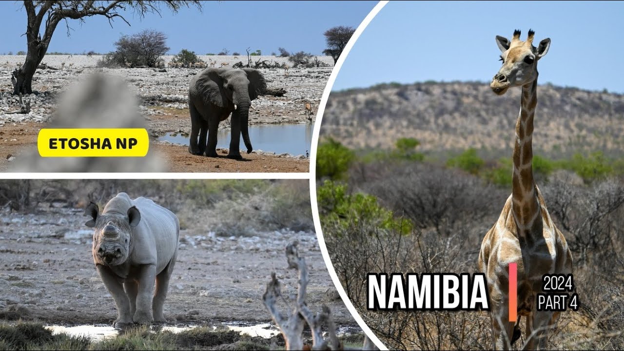 Moj prvi SAFARI: National Geographic v živo |Three days in ETOSHA ...