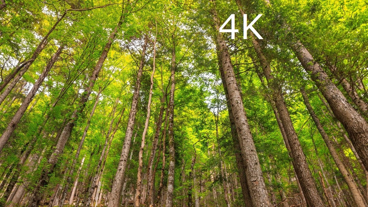 A 4K Journey Through Majestic Forest Trees - YouTube