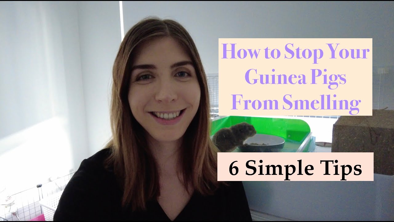 How To Stop Your Guinea Pigs Cage From Smelling 6 Simple Tips To Limit Odour YouTube how-to-stop-your-guinea-pigs-cage-from-smelling-6-simple-tips-to-limit-odour-youtube