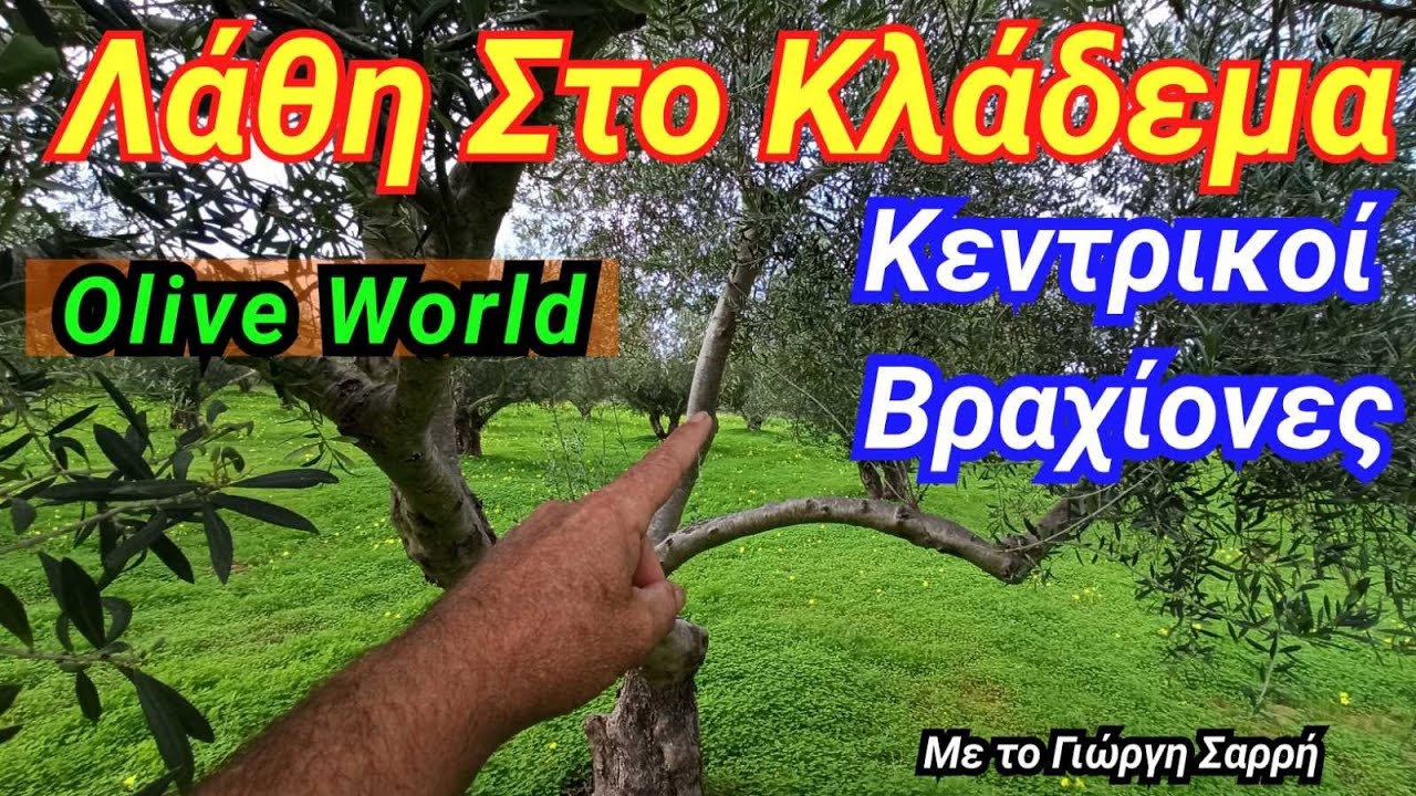 Κλάδεμα ελιάς- ΣΕΜΙΝΑΡΙΑΚΟ- Λάθη στο κλάδεμα- Κεντρικοι βραχίονες ...