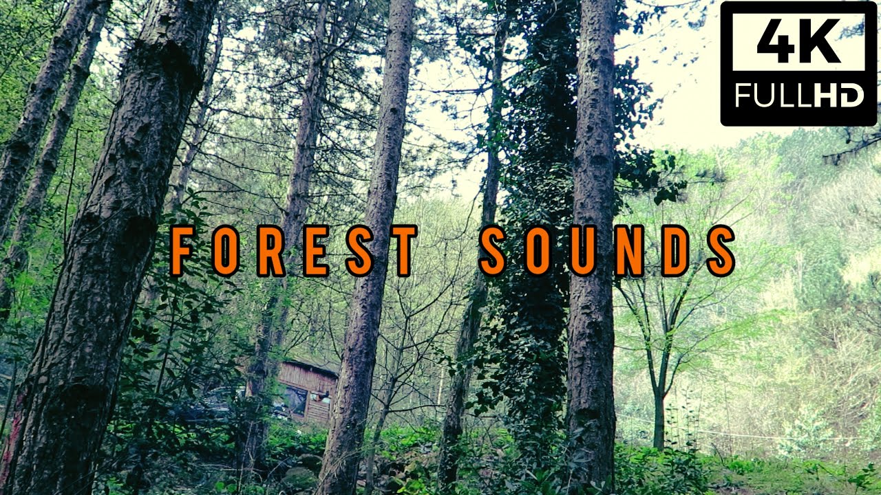 🌴"Soothing Sounds of the Forest: Relaxing Birdsong and Nature Views ...