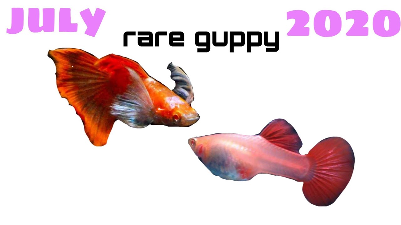 my new strain of dumbo ear guppies /albino tuxedo redwhite big ear ...