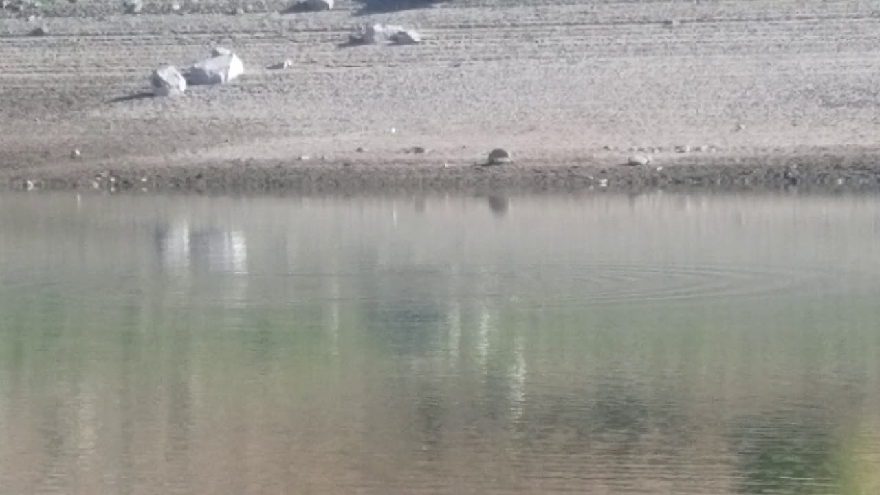 Bird at Hensley Lake 11/23/2019 - YouTube