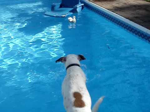 Dog Jumps off Diving Board for His Bone! - YouTube