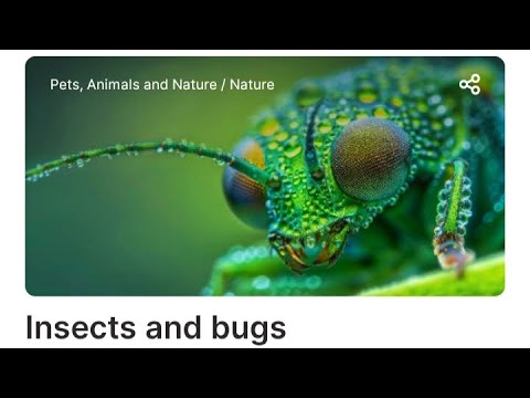 Insects and Bugs || Quiz in HichApp (w/answer) #learnandearn #legitearningapp #quiz #hich # ...