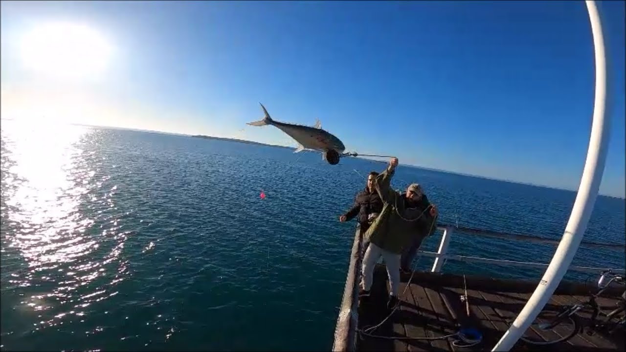 31July23 Queenfish, Mack Tuna, School Mackerel - YouTube