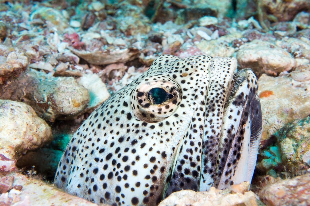 2013 Baja, The Giant Jawfish - YouTube