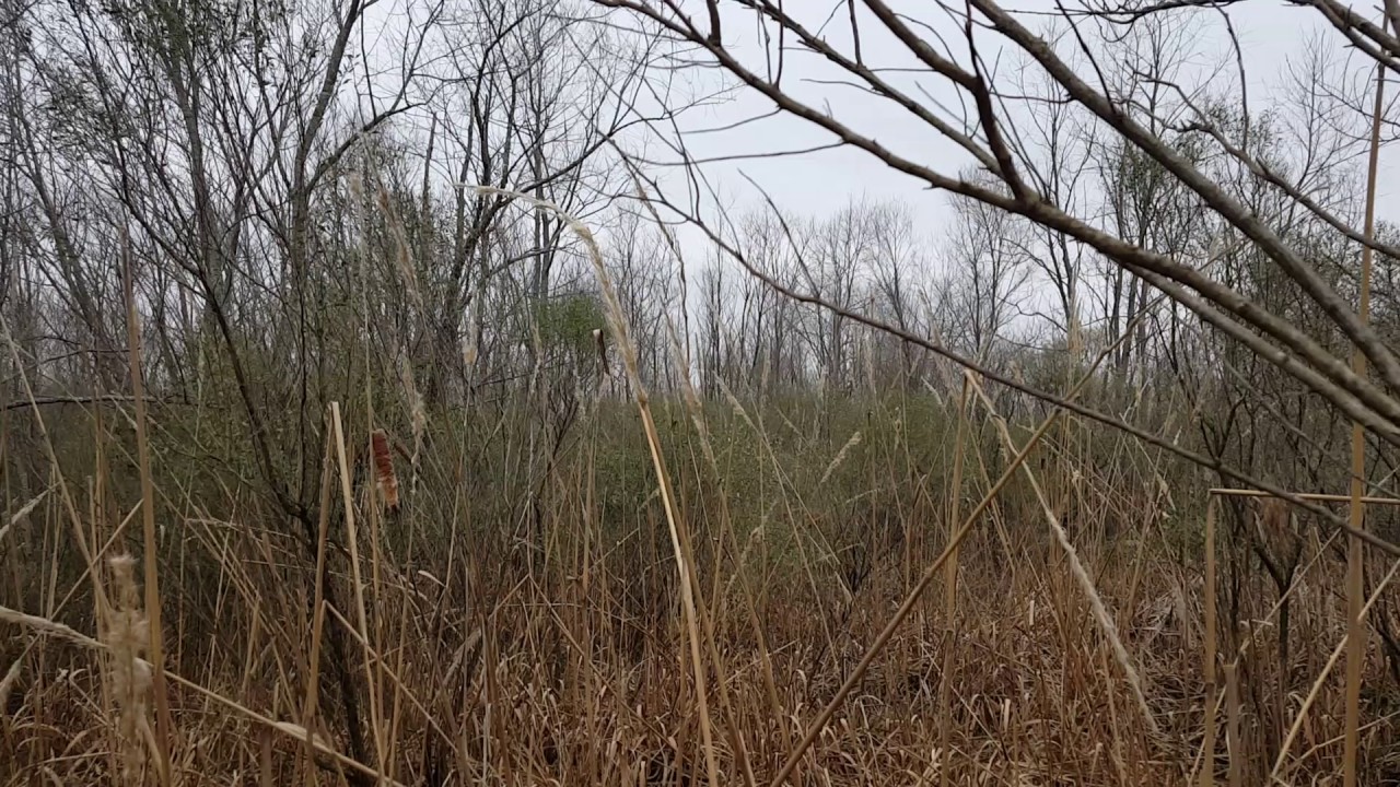 Rabbit hunting with beagles in swamp - YouTube
