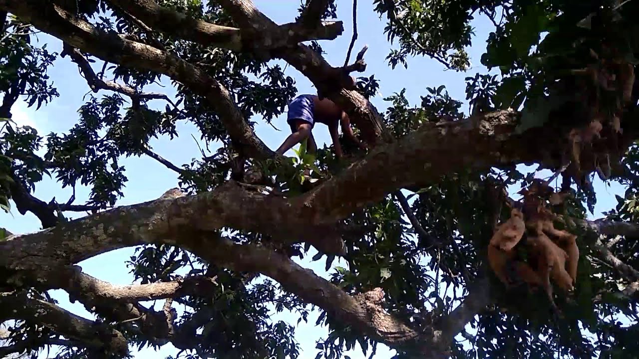 Jumping from the mango tree to pond near chandra school - YouTube