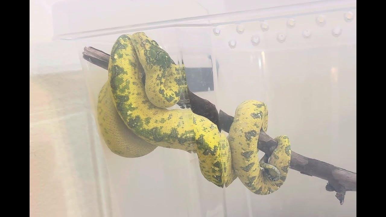 Green Tree Python changing her coils on the branch! #greentreepython # ...