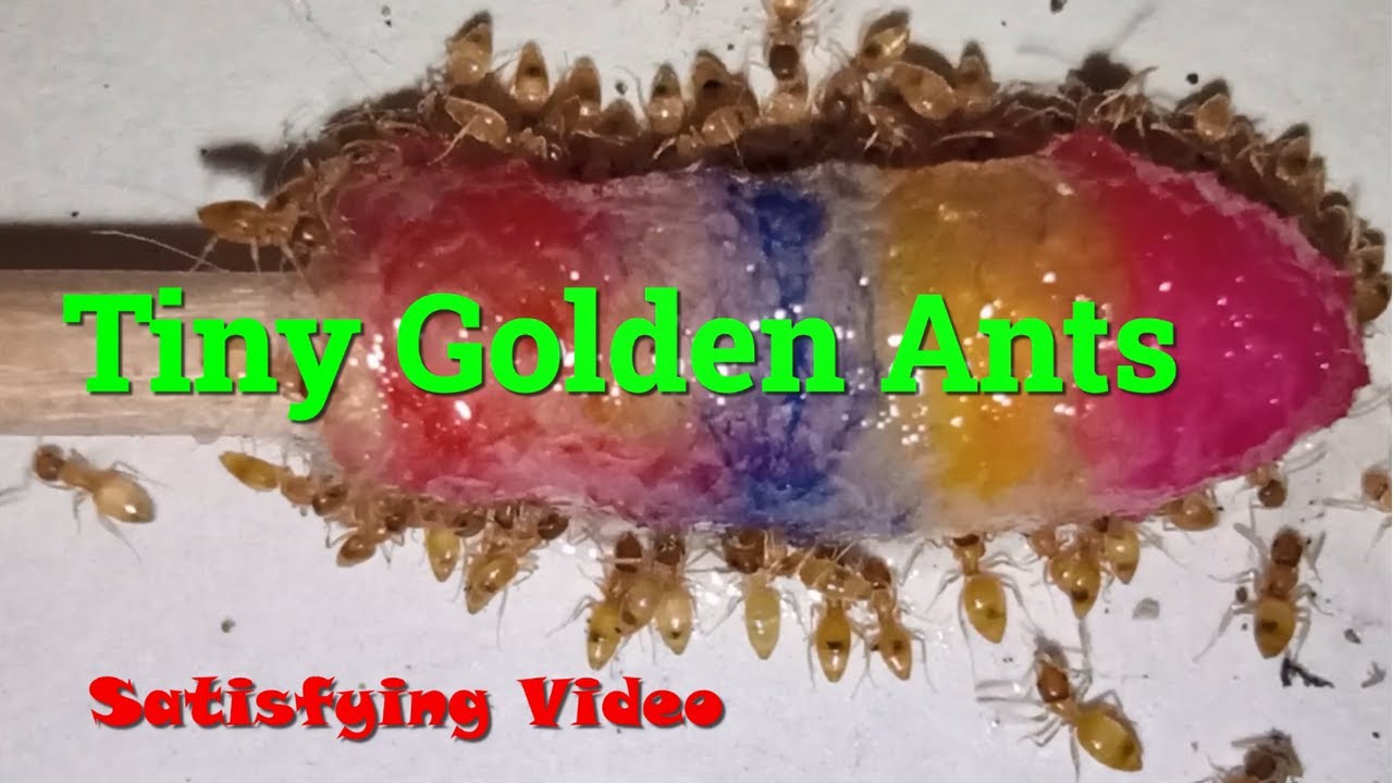 Tasty Colorful Lollypop vs Tiny Golden Ants || Satisfying Video - YouTube