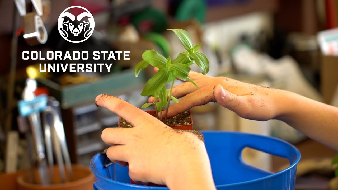 Colorado State University Extension's Grow & Give Project - YouTube
