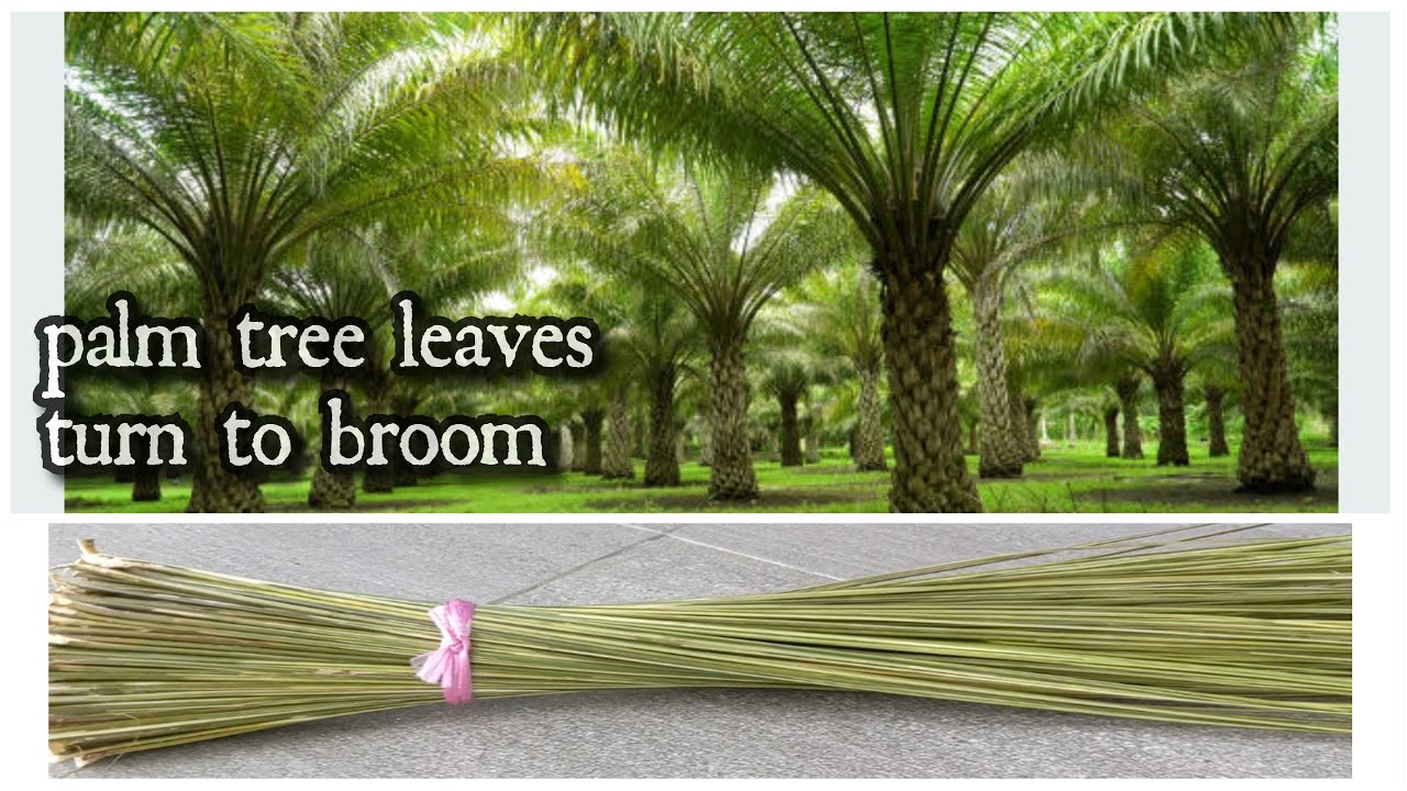 MADE BROOM FROM PALM TREE LEAVES @rrchannel6665 - YouTube