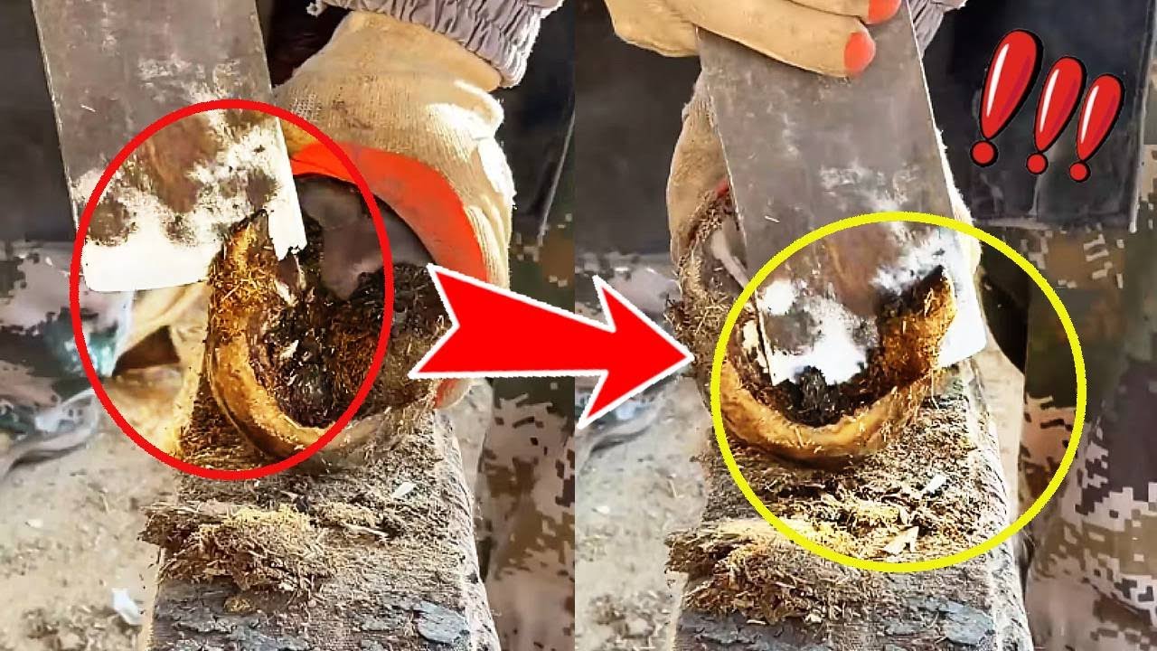 The entire process of a donkey's hoof trimming, using a large chisel ...