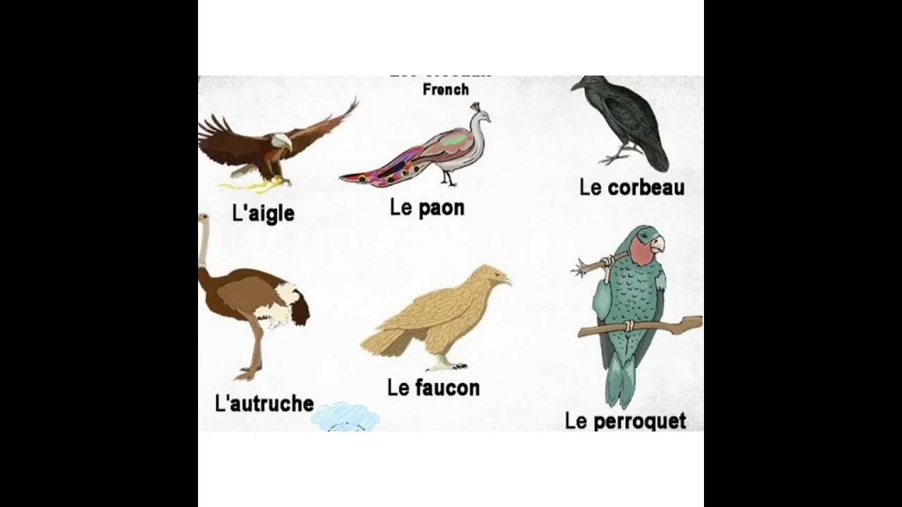 Birds in French - Les Oiseaux - YouTube