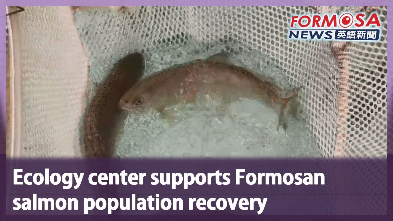 Ecology center supports Formosan salmon population recovery｜Taiwan News ...