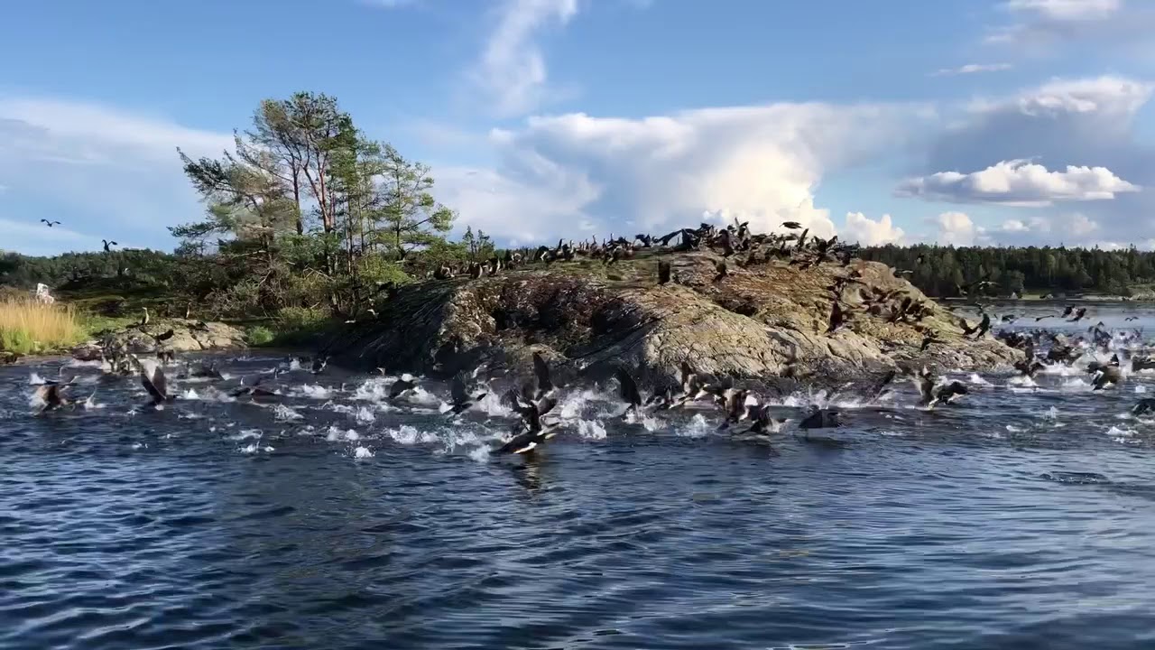 Tusen skarvar - YouTube