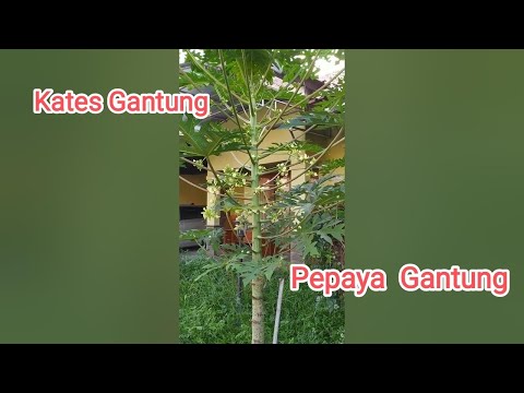 PEPAYA GANTUNG BERBUNGA