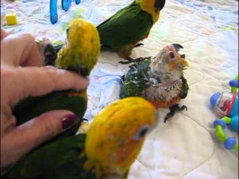 Baby Jenday Conures - YouTube