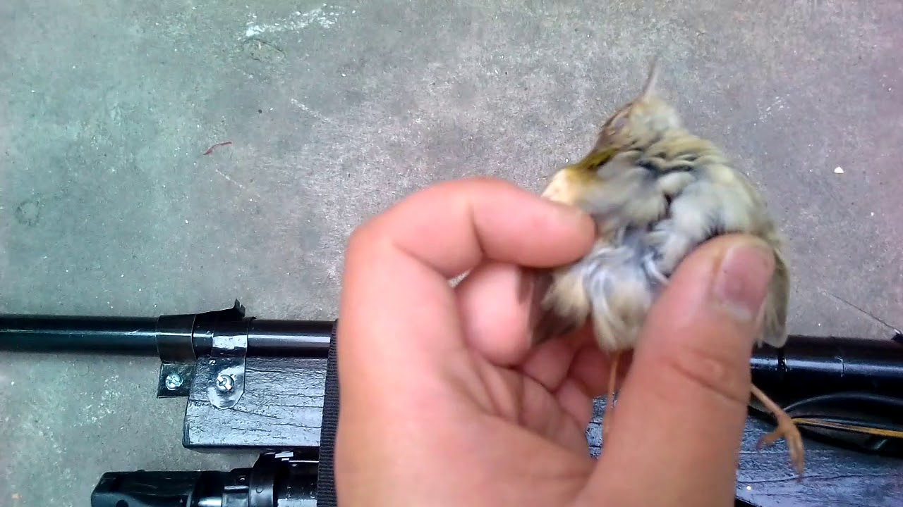 Bắn chim sâu bằng súng cồn - YouTube