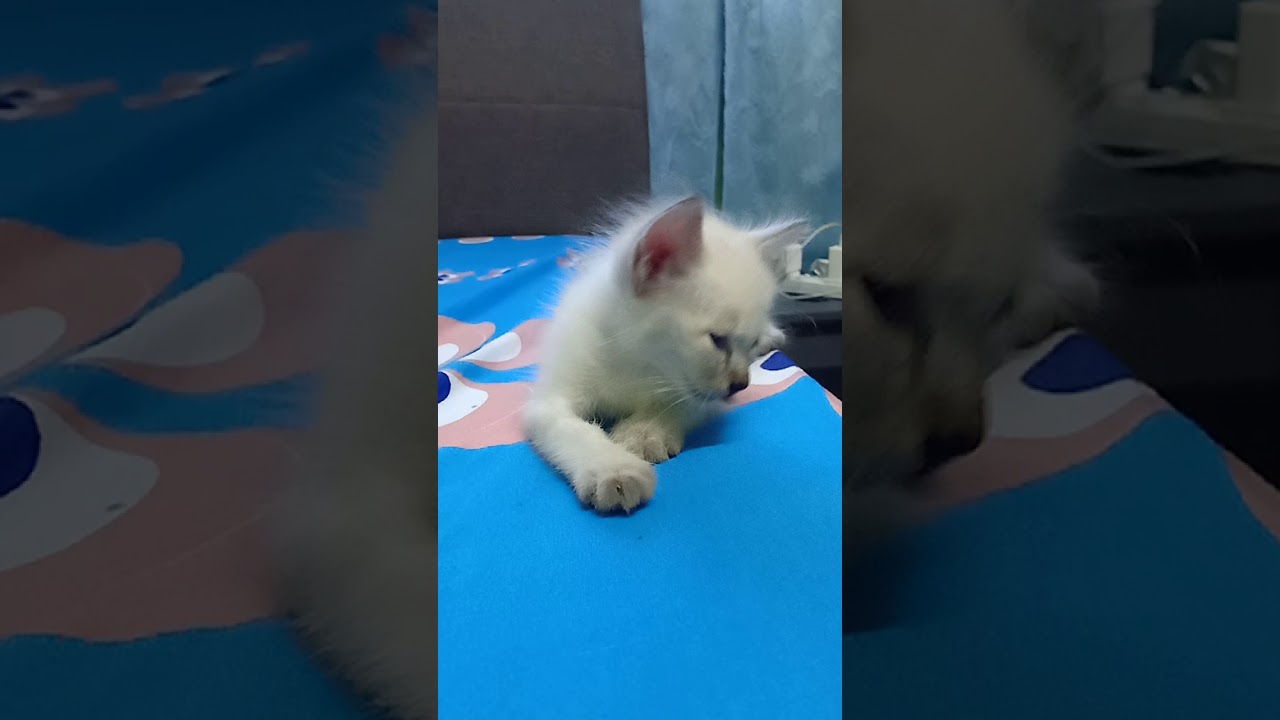 Kucing Buat Lawak - YouTube