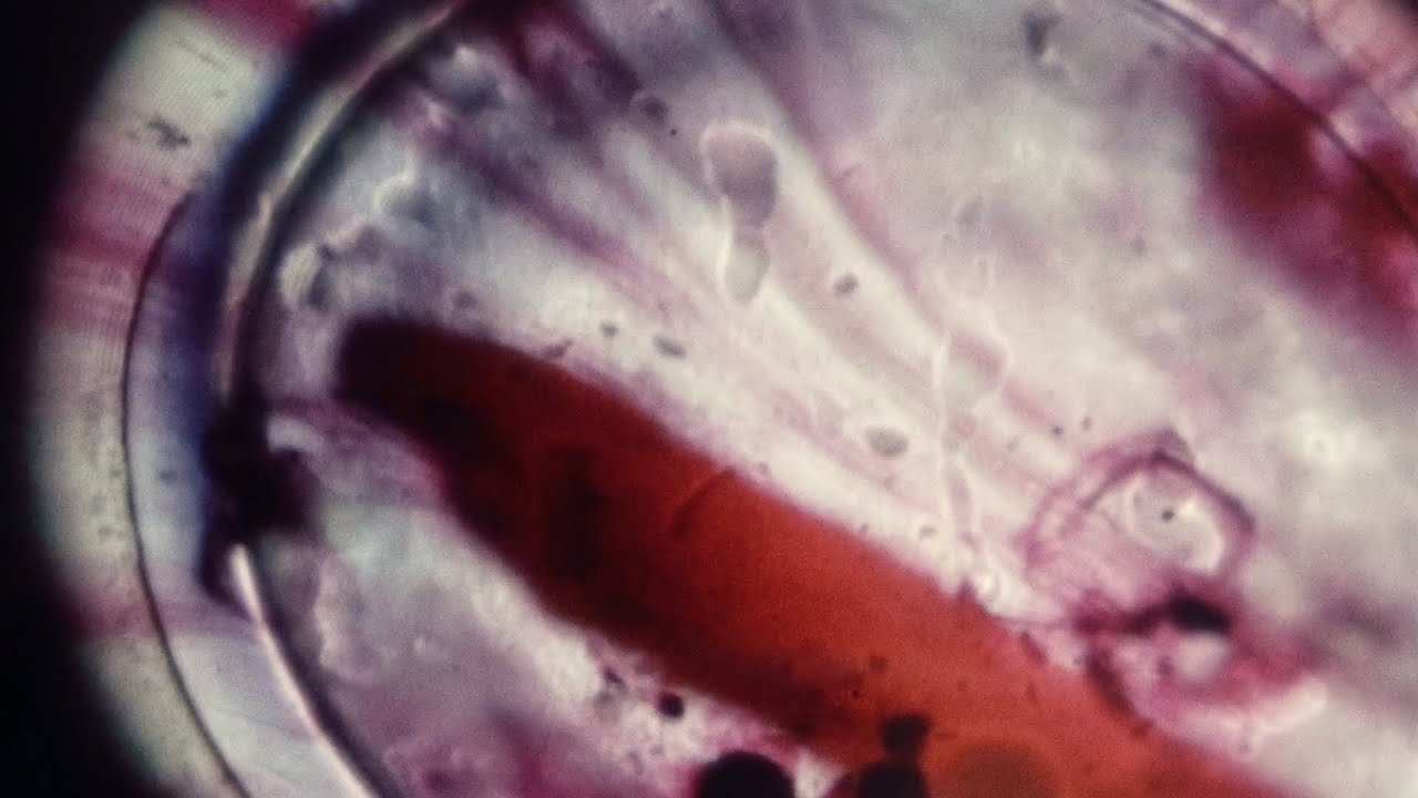 SunMa Bengal Fire Analogue Visual Session (part2) - YouTube