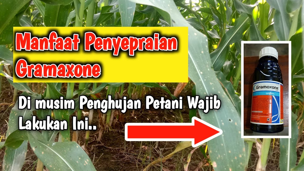 BASMI RUMPUT PADA TANAMAN JAGUNG - YouTube