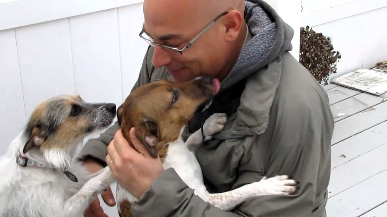 Afghanistan Homecoming!! Jack Russel Dogs and Dad! - YouTube